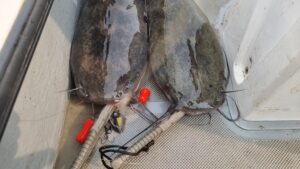 Dorsal Fish – Barbel/Baber/Catfish popping fishing lures